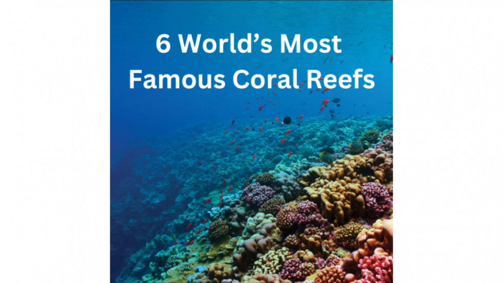 6 World’s Most Famous Coral Reefs | Sea and Job