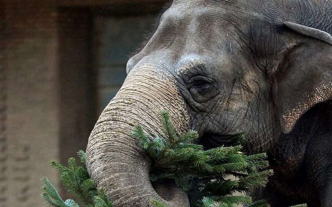 Temple Tragedy in Kerala: Three Dead After Two Elephants Run Amok | Sea ...