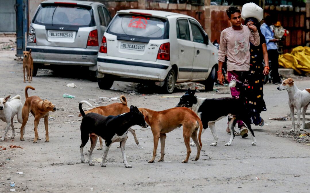 Mass dog killings in Telangana: Nine booked, including two sarpanches ...